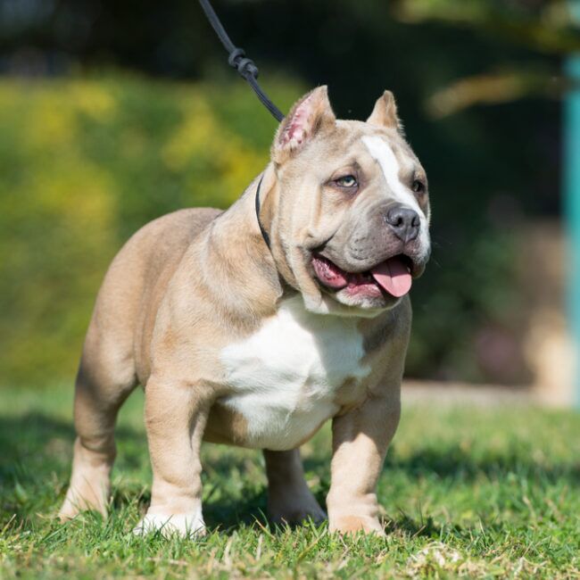 American Bully vs Pit Bull: What’s the Difference?